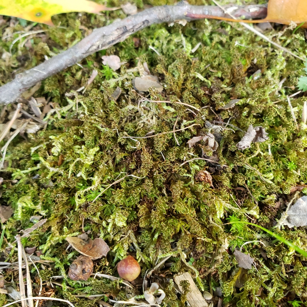 lesser smoothcap in October 2023 by Grinn Valesti · iNaturalist