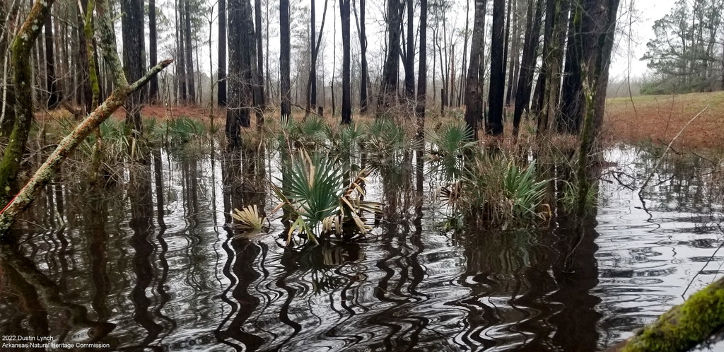 Dwarf Palmetto from Warren Prairie Natural Area - Palmetto swamp off ...