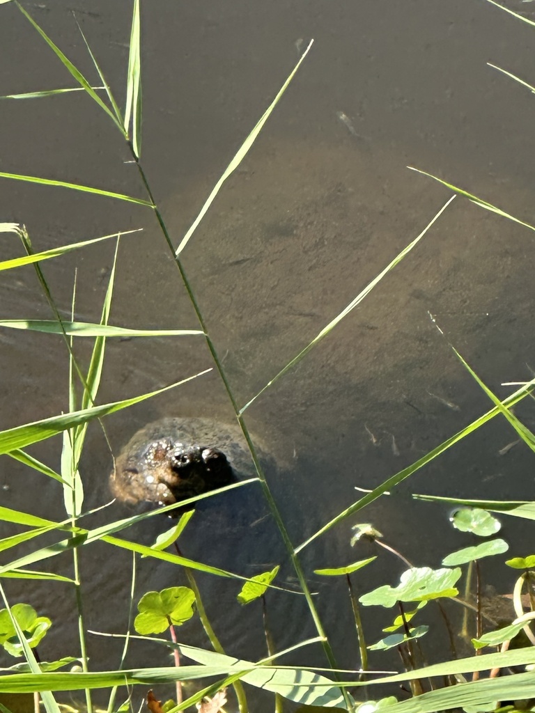 Common Snapping Turtle from Staten Island, New York, NY, US on October ...
