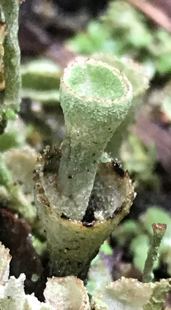 Ladder Lichen in August 2023 by sammyisafuzzydog · iNaturalist