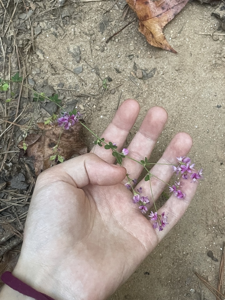 creeping lespedeza from Old Mill White Rd, Jasper, GA, US on September ...