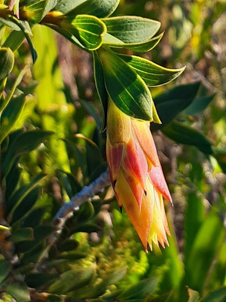 Orange Mountain Dahlia from Silver Mine (Nature Reserve), Cape Town ...