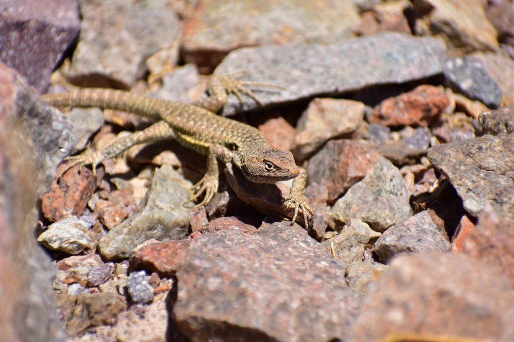 Antofagasta Smooth-throated Lizard from Antofagasta Province ...