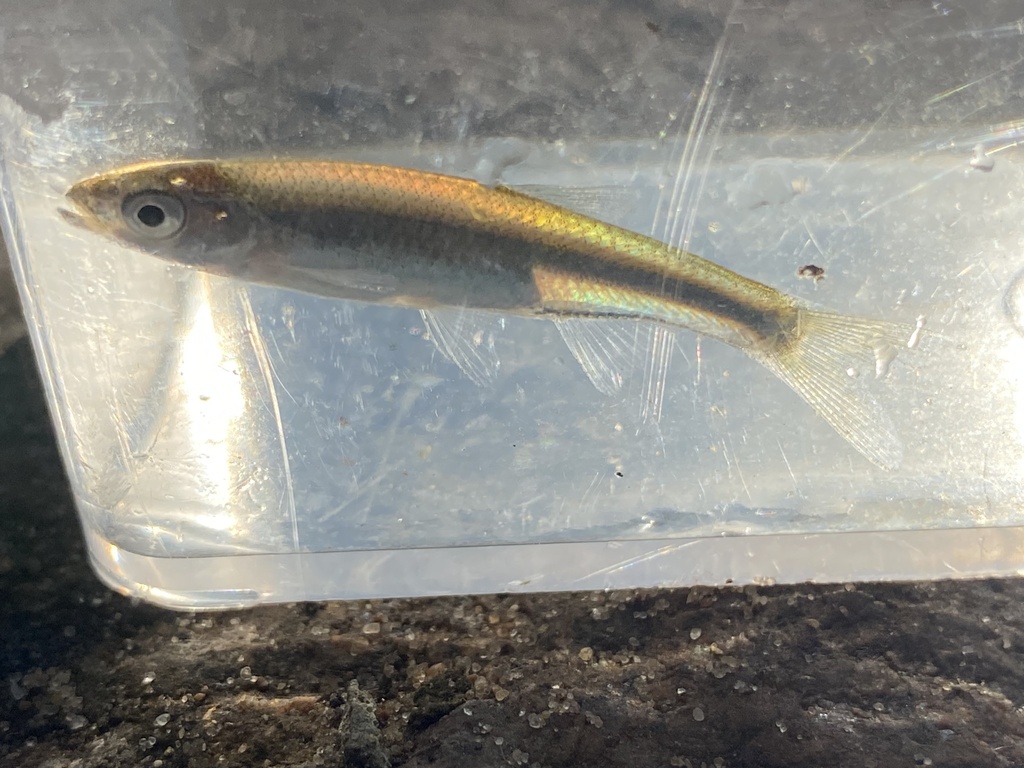 Emerald shiner in October 2023 by eecm · iNaturalist