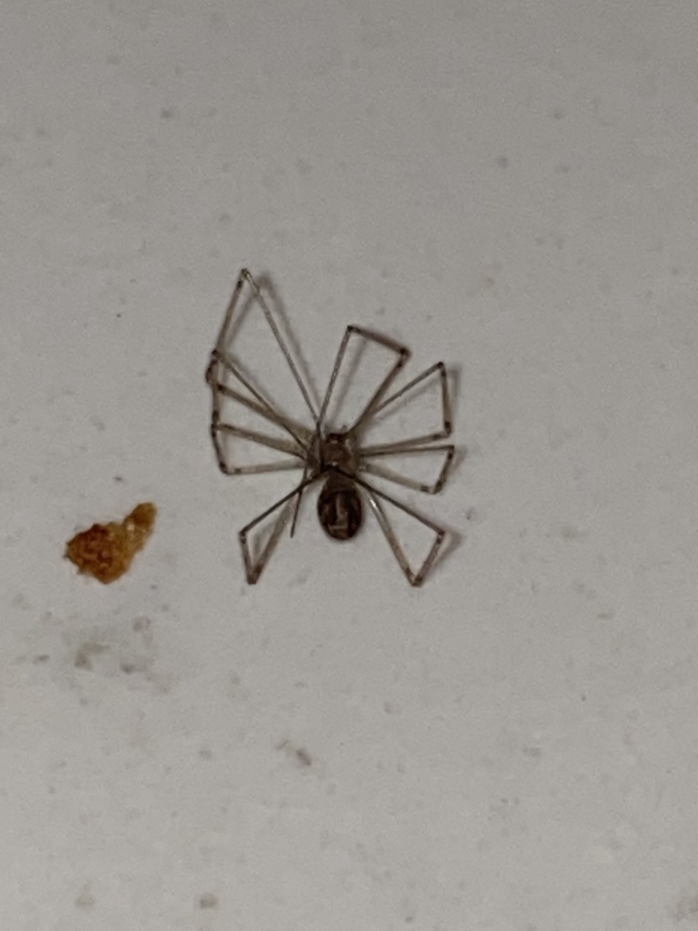 Cellar Spiders from Puerto Rico, Cidra, Puerto Rico, US on September 26 ...