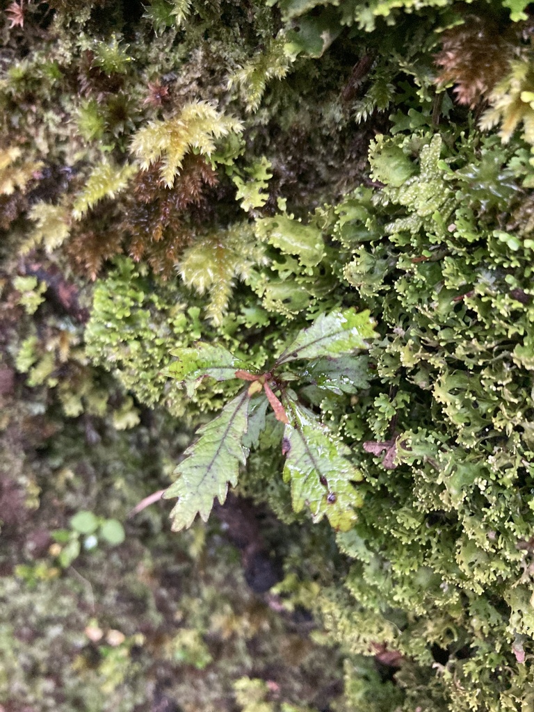Kamahi from Stewart Island/Raikura, Stewart Island, Southland, NZ on ...