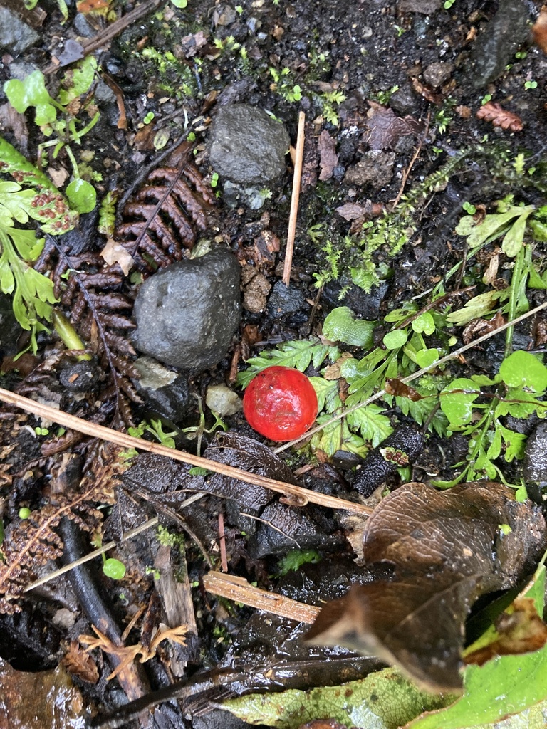 Supplejack from Stewart Island/Raikura, Stewart Island, Southland, NZ on October 2, 2023 at 05: ...