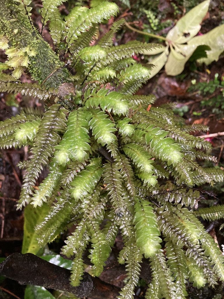 quill moss from Stewart Island/Raikura, Stewart Island, Southland, NZ ...