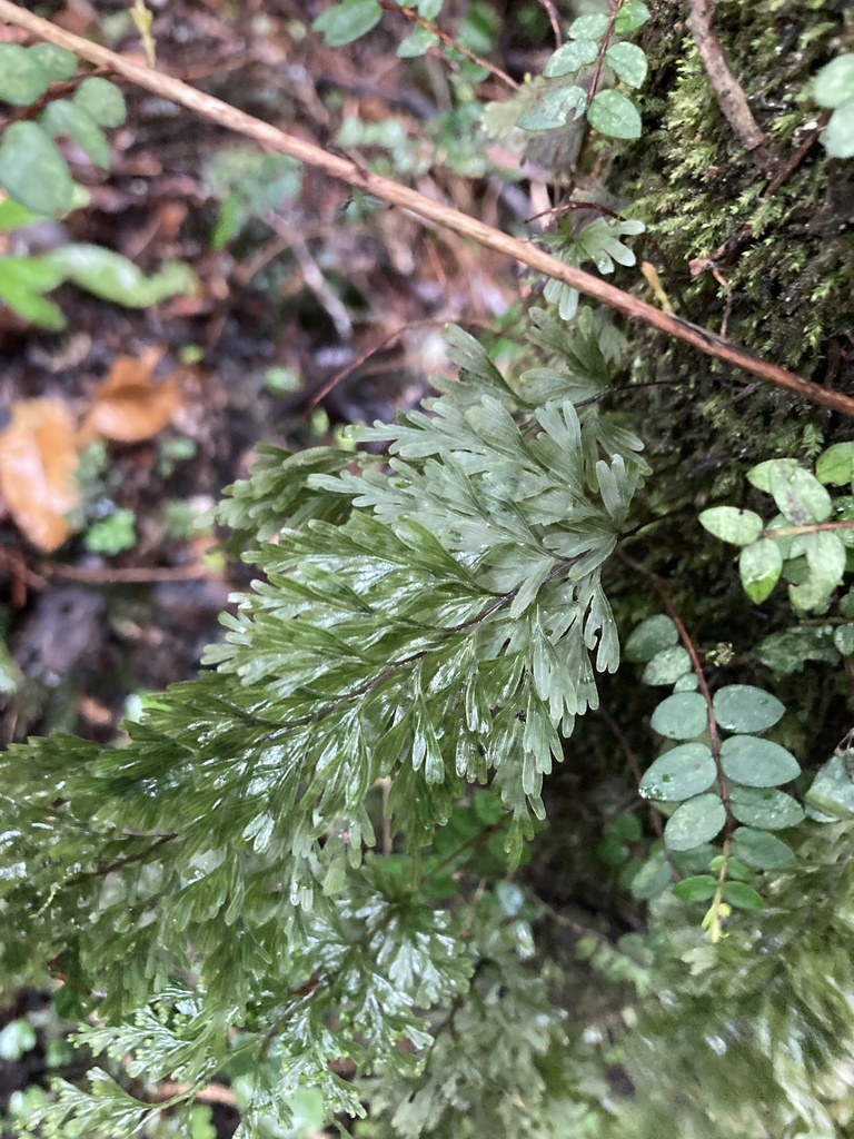 drooping filmy fern from Stewart Island/Raikura, Stewart Island ...
