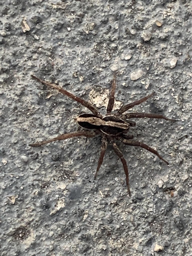 Venatrix furcillata from Royle St, Frankston, VIC, AU on October 03 ...