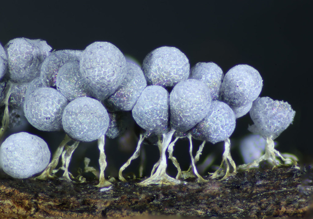 Badhamia utricularis from Birralee, Tasmania on August 14, 2012 by ...