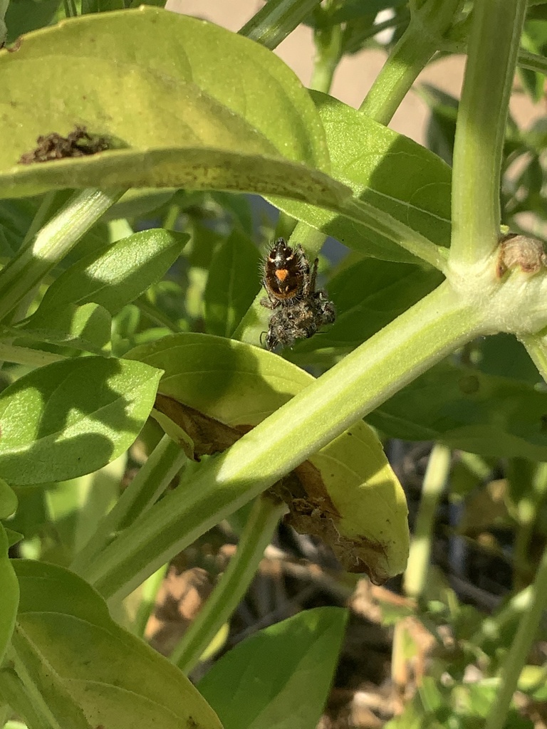 Bold Jumping Spider from Santa Monica College, Santa Monica, CA, US on ...