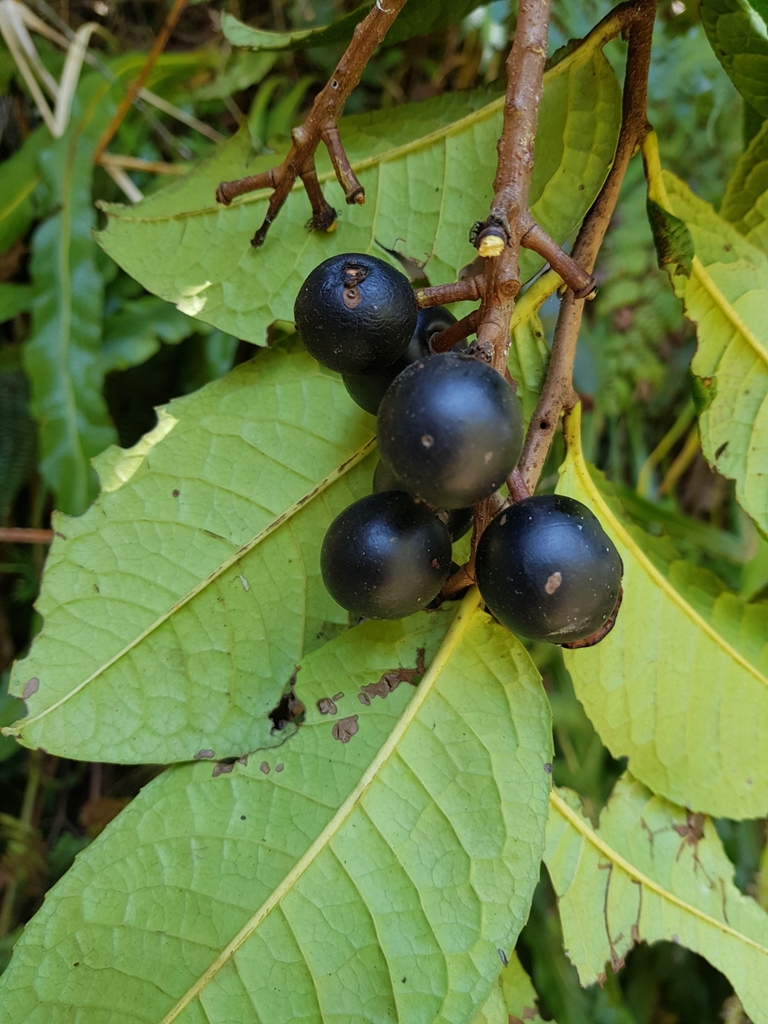 Prunus huantensis from Cotacachi, EC-IM, EC on October 2, 2023 at 11:11 ...