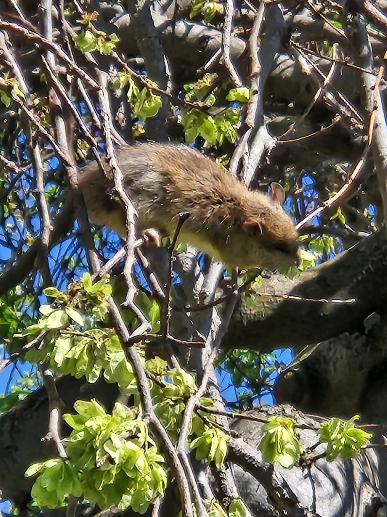 Black Rat from Nimmitabel NSW 2631, Australia on October 2, 2023 at 10: ...