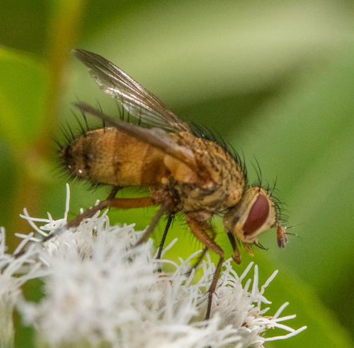 Solieria flava · iNaturalist