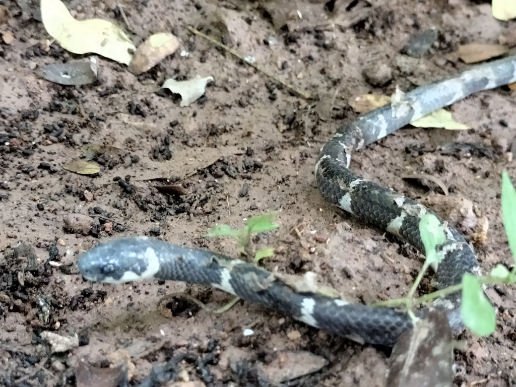 Philippi’s Snail-Eating Snake from 3R87+M2, 63635 Minitas, Nay., México ...