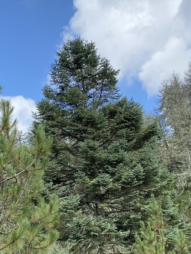 sacred fir from Tubos, Tuxpan, Jal., MX on October 1, 2023 at 09:17 AM ...