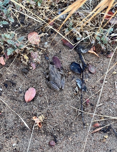 bryce_john's Identifications · iNaturalist