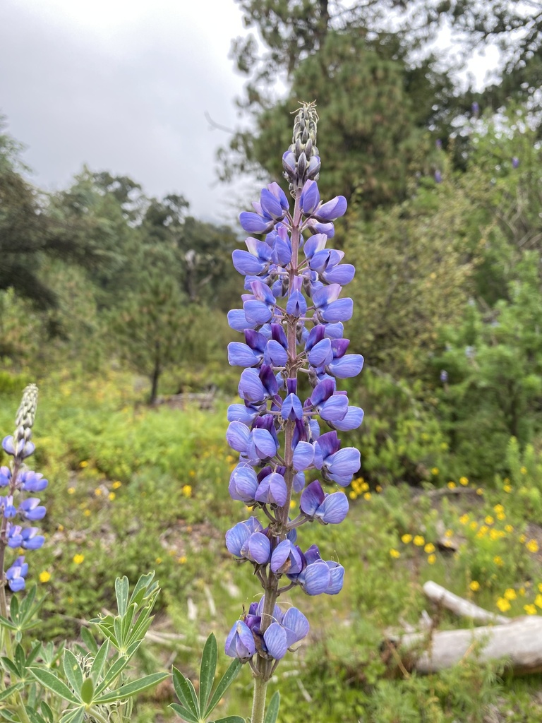 Lupinus montanus from Parque Nacional Volcán Nevado de Colima, San ...