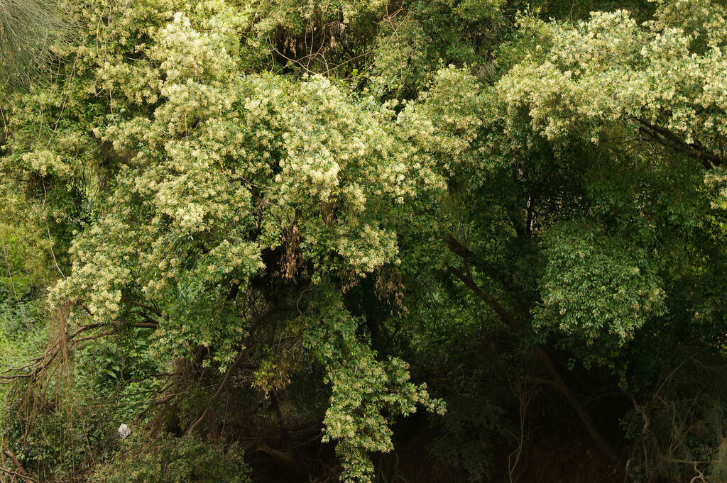 Grey Myrtle from Sydney NSW, Australia on November 24, 2020 at 12:18 PM ...