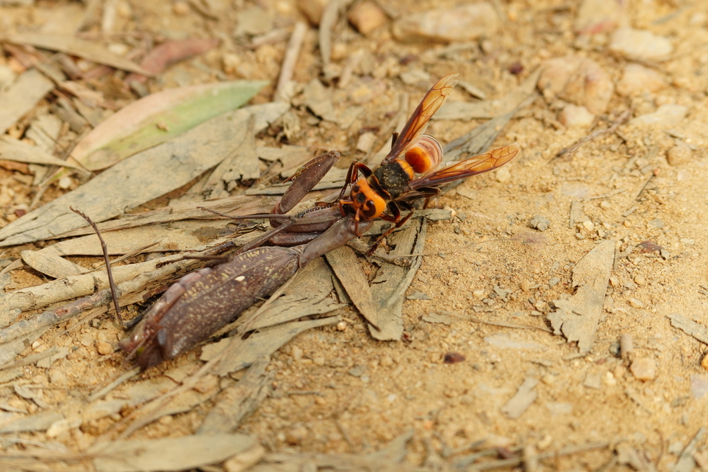 Southern Giant Hornet from 香港老圍 on October 2, 2023 at 02:26 PM by Hin ...