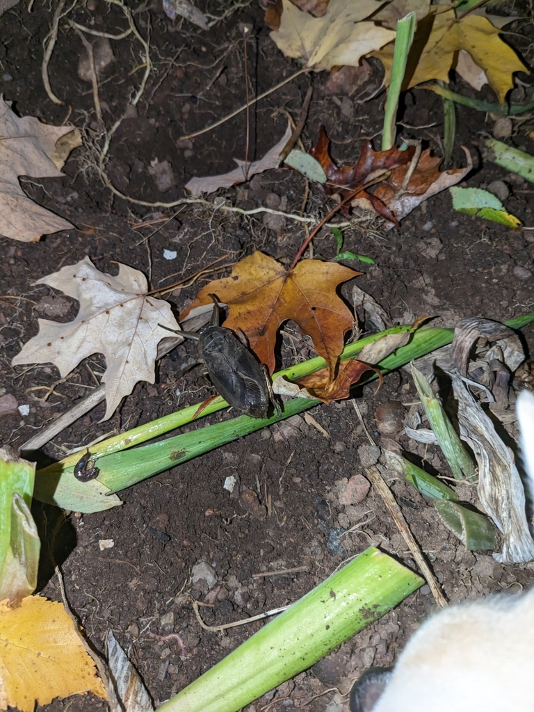 American Giant Water Bug from Finland, MN 55603, USA on October 2, 2023 ...