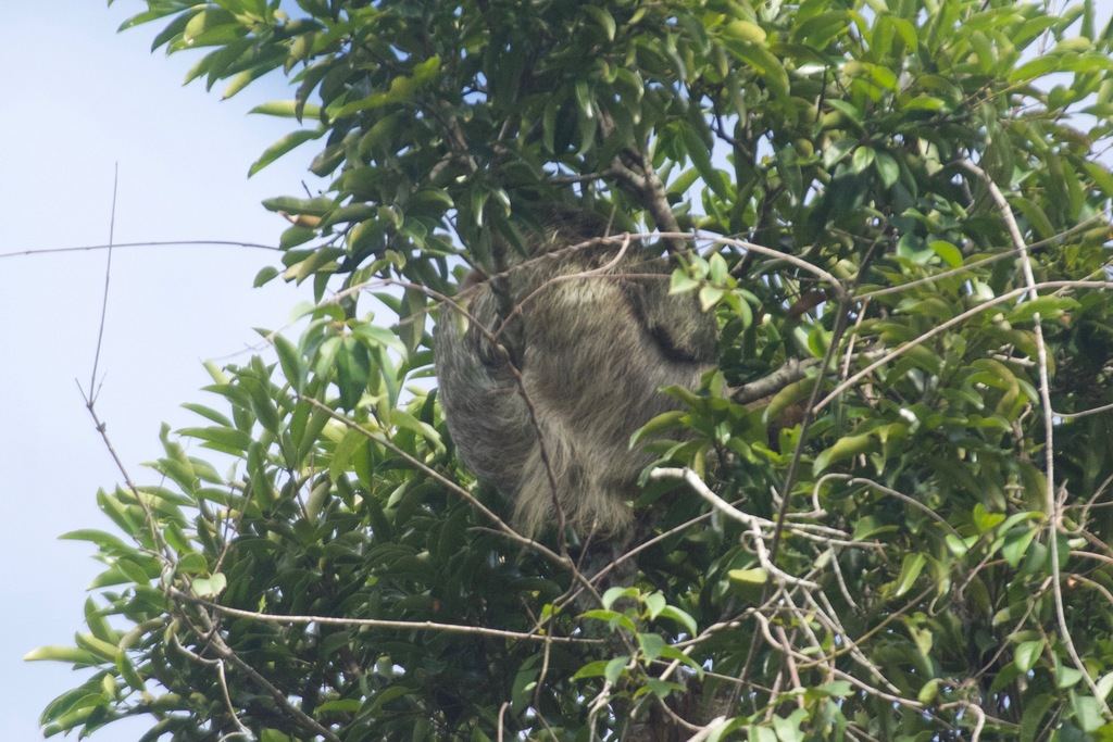 Brown-throated Three-toed Sloth from San José Province, San Isidro de ...