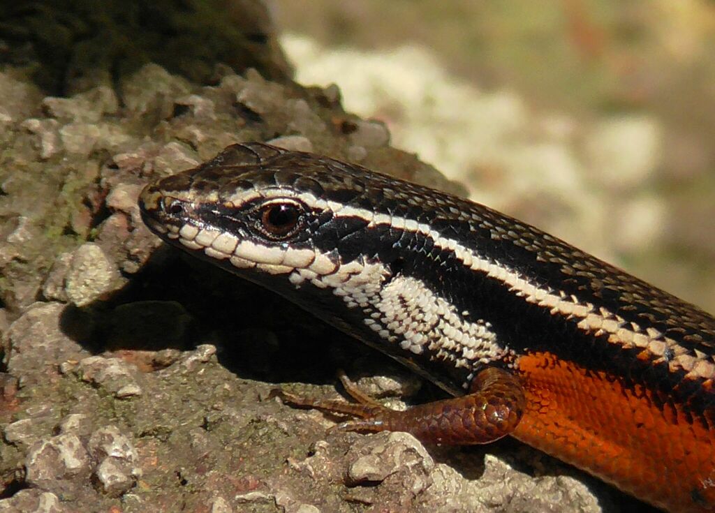 Black-throated Rainbow-skink from Watsonville QLD 4887, Australia on ...