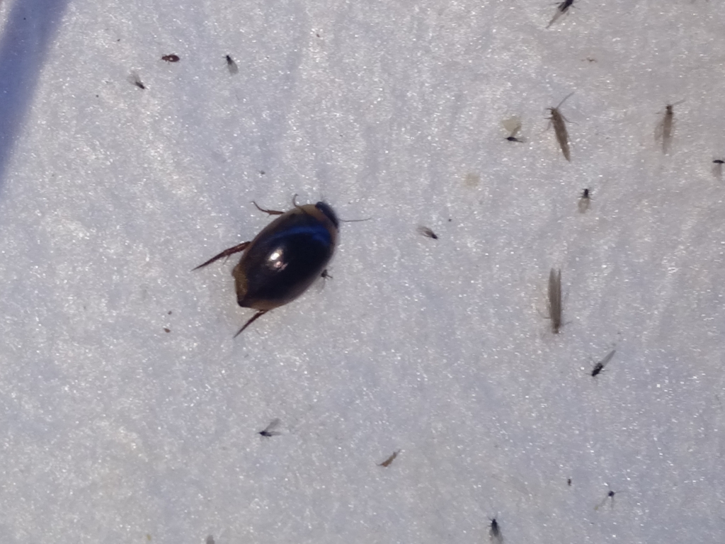 Hydaticus leander from 41089 Dos Hermanas, Sevilla, España on April 15 ...