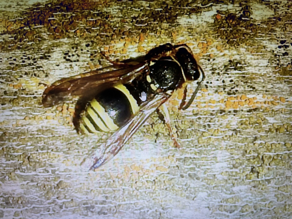 European tube wasp from The Avenue, Stockton-On-Tees, England, GB on ...