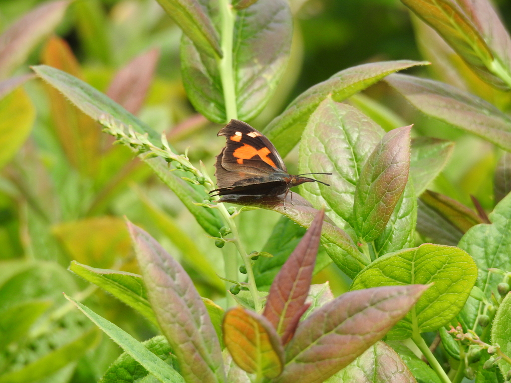 Libythea lepita celtoides from Takashima, Shiga, Japão on June 4, 2020 ...