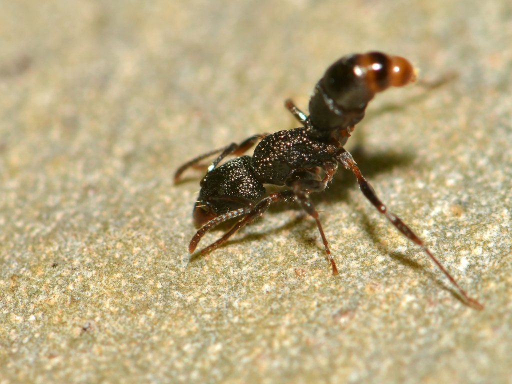 Pony Ants from Frankston VIC 3199, Australia on September 27, 2023 at ...