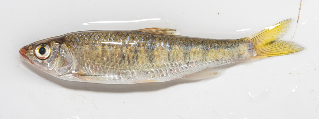 Freshwater Minnow from 中国浙江省杭州市建德市 on October 3, 2023 at 07:29 AM by ...