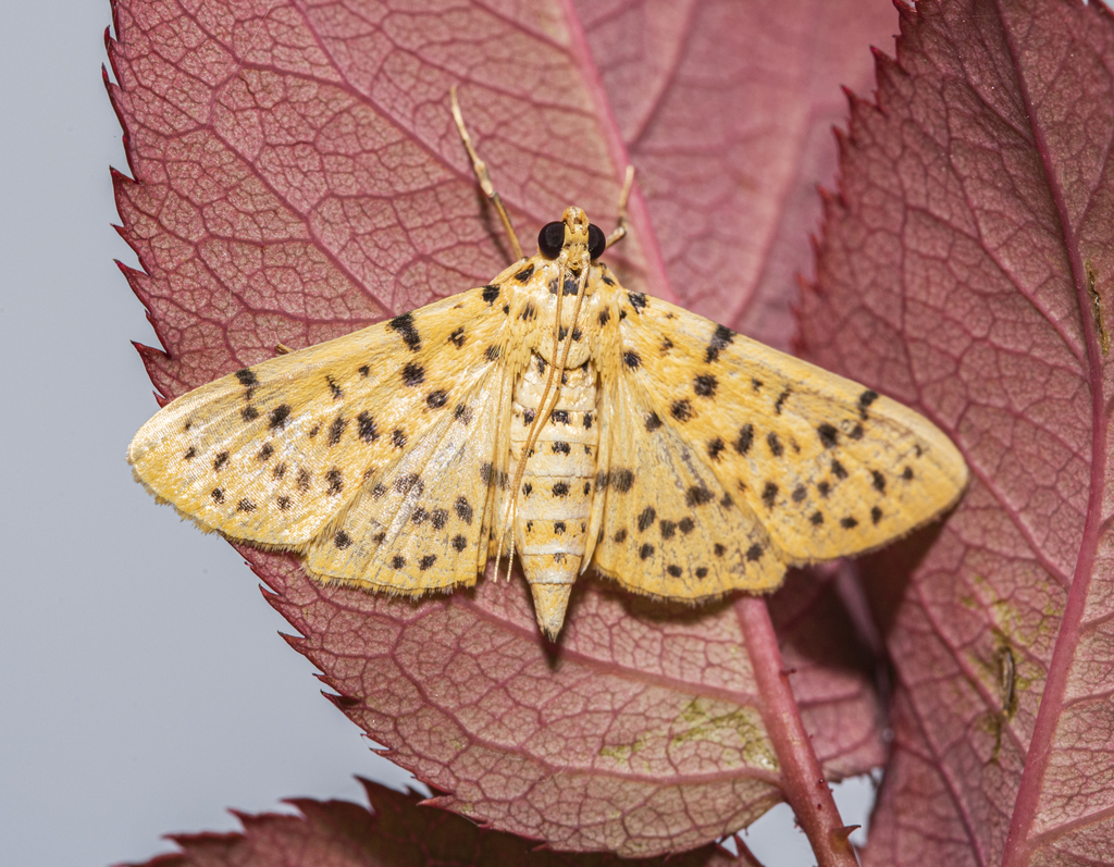 Yellow Peach Moth from 中国浙江省衢州市常山县 on October 3, 2023 at 07:29 AM by ...