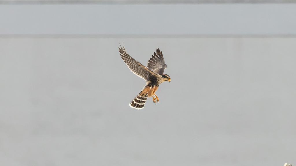 Aplomado Falcon from Icaraí, Niterói - State of Rio de Janeiro, Brazil ...