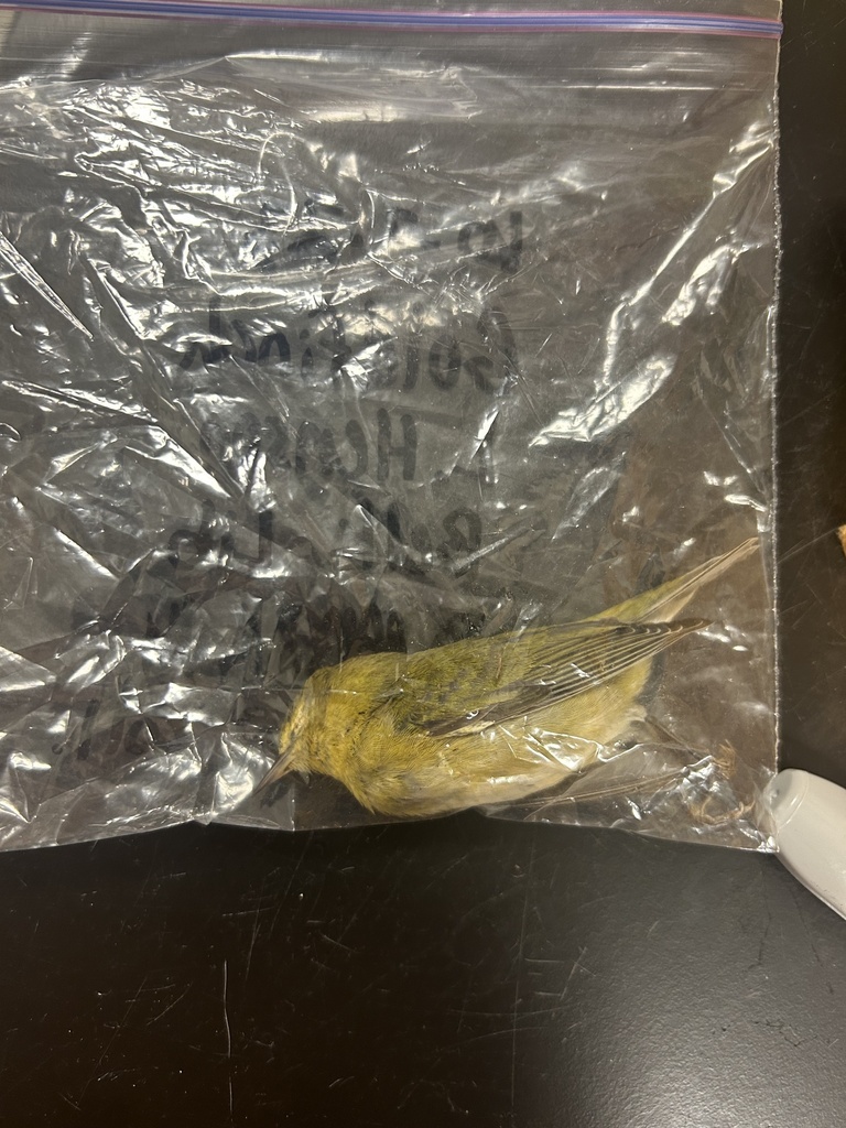 Leiothlypis Warblers from Appalachian State University, Boone, NC, US ...