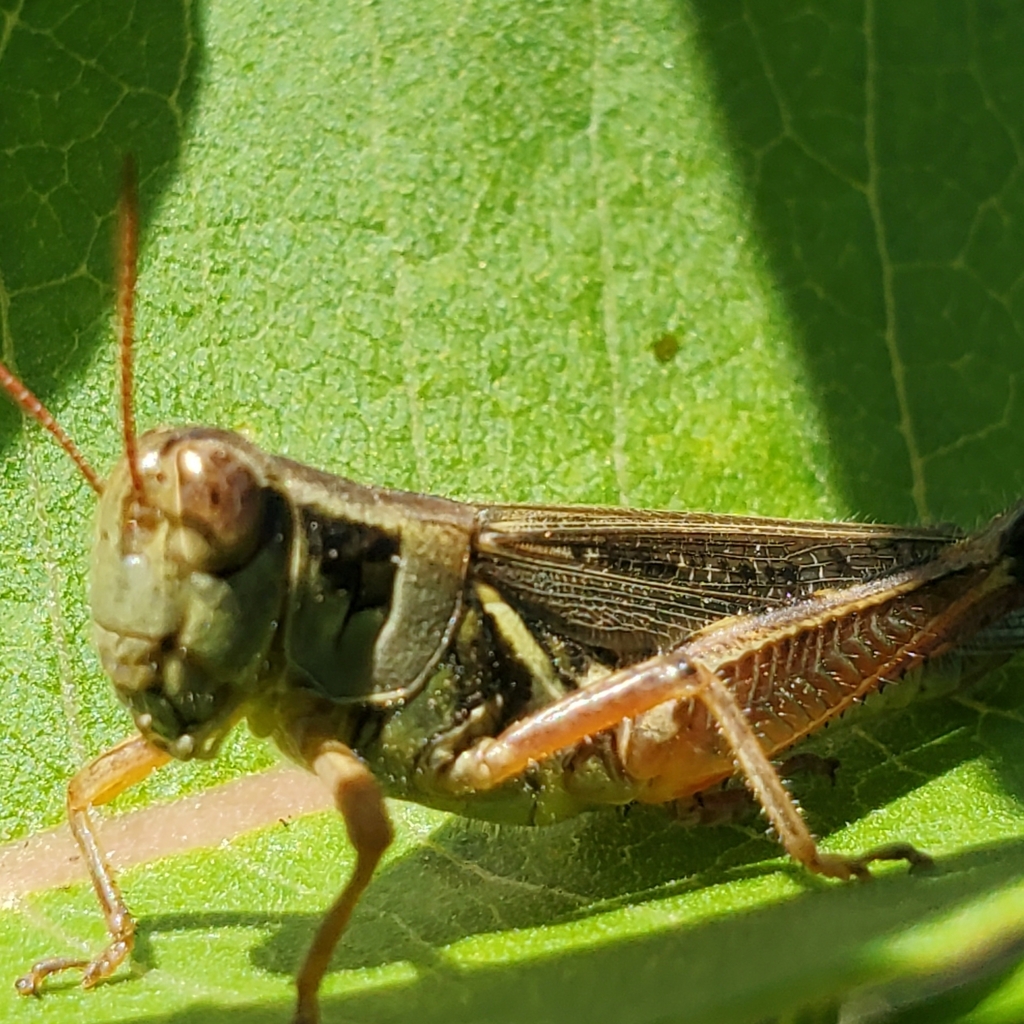 Red-legged Grasshopper in August 2022 by Justin Paré · iNaturalist