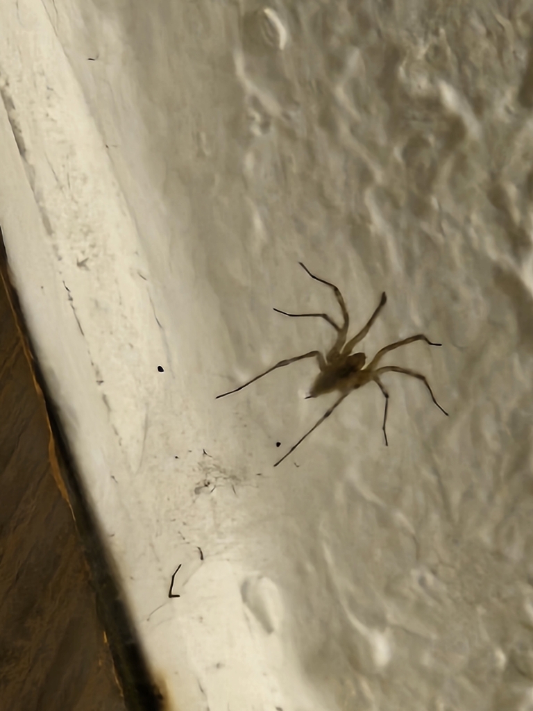 Grass Spiders from Ohio on September 30, 2023 at 06:27 PM by Arial S ...