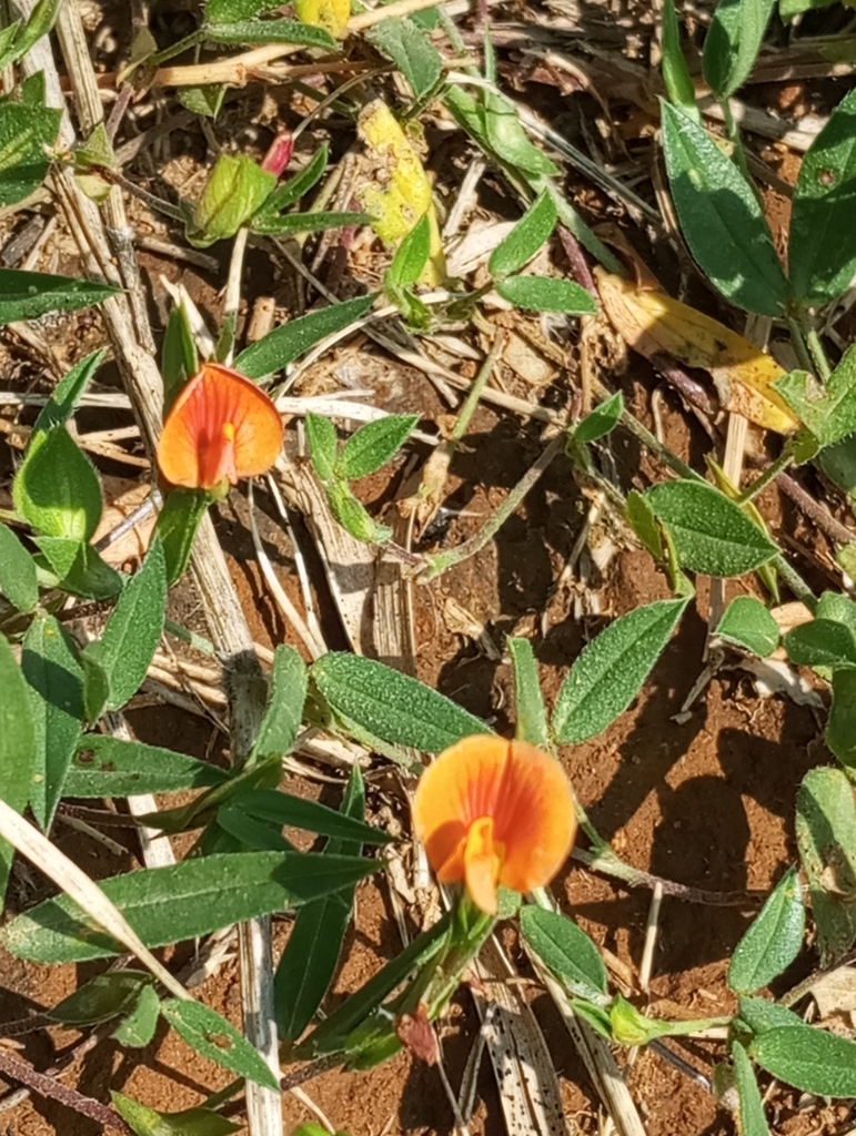 Zornia thymifolia from Totolapan, MX-MR, MX on October 3, 2023 at 10:03 ...