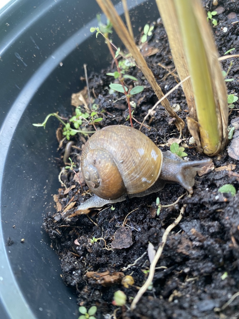 Cuban Brown Snail from Pérez Art Museum, Miami, FL, US on October 3 ...