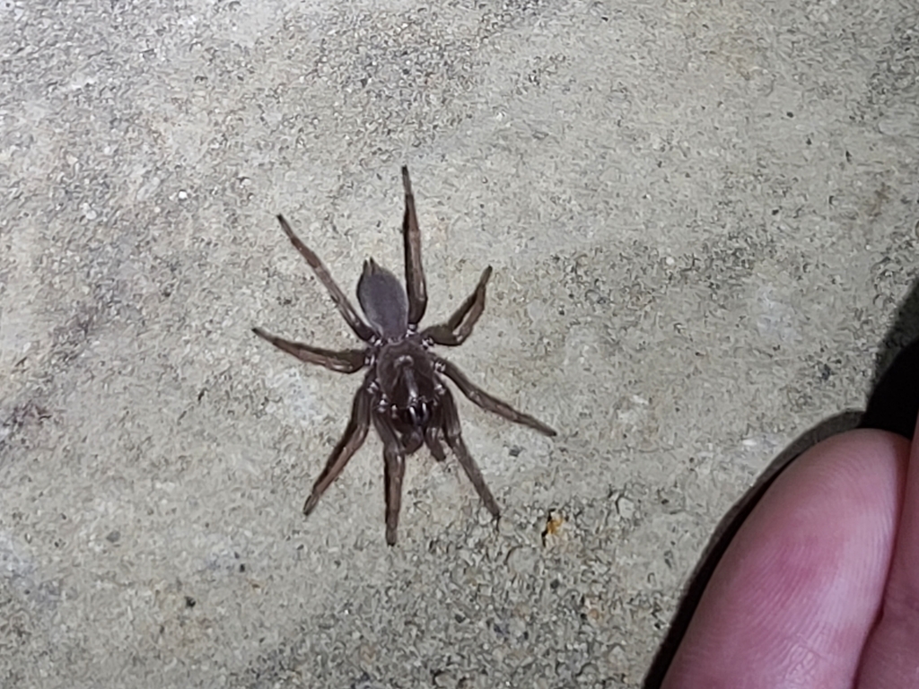 Calisoga from Alamo, CA, USA on October 2, 2023 at 08:40 PM by Valle ...