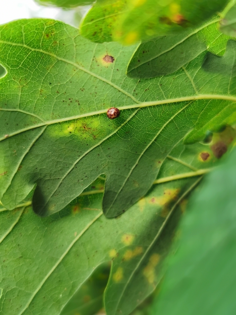 Oak Gall Wasps from Welsh Harp Environmental Education Centre, London ...