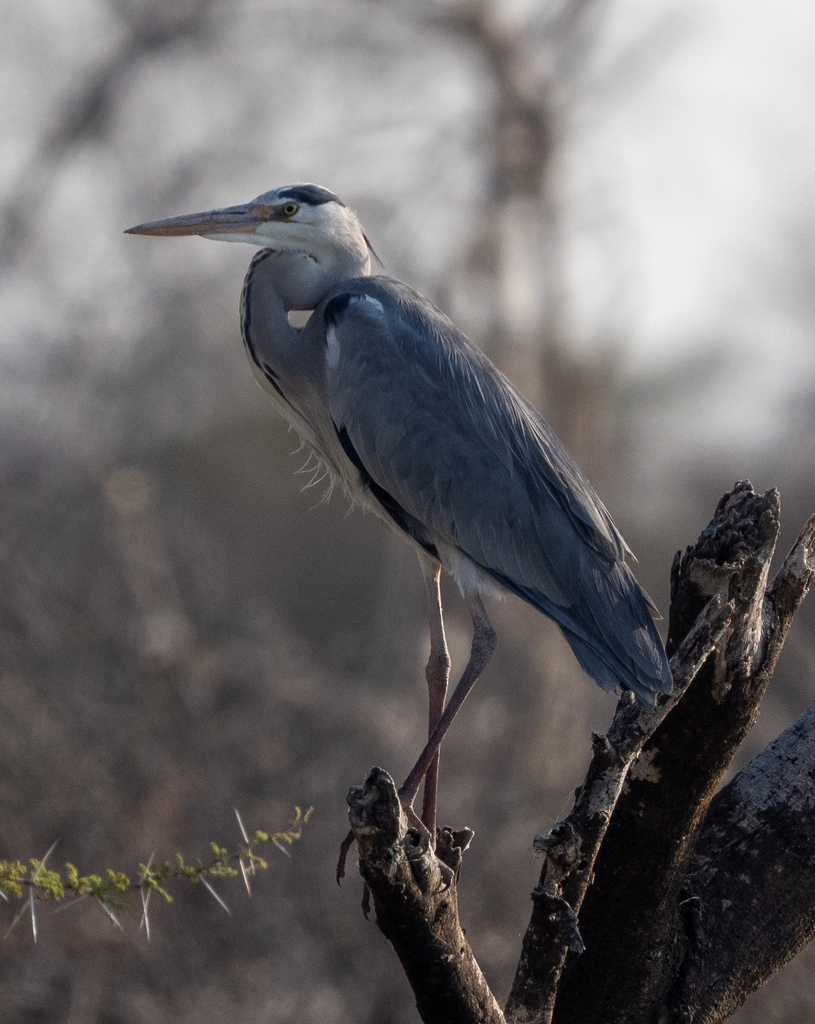 Western Grey Heron from Oshikoto Region, Namibia on August 13, 2023 at ...