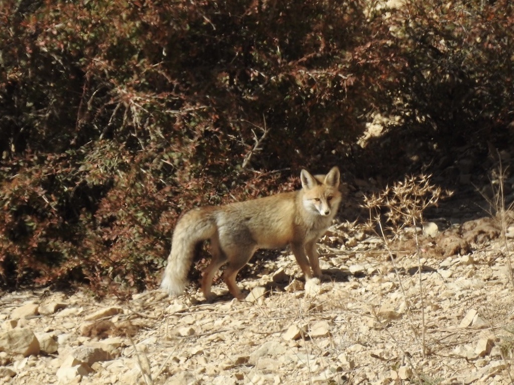 Turkmenian Red Fox from Tehran, IR on October 3, 2023 at 10:09 AM by ...