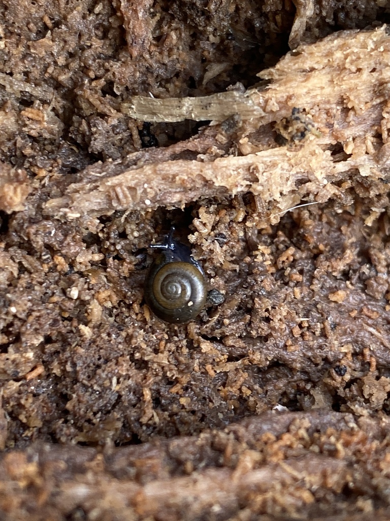 Black Gloss Snail from Boone Ave N, Brooklyn Park, MN, US on October 3 ...