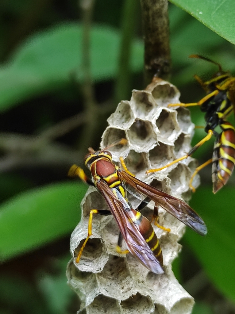 Unstable Paper Wasp from C92R+H4, 80780 La Seca, Sin., México on ...