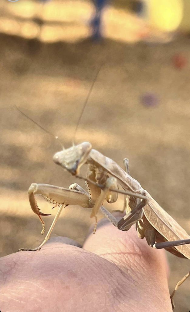 Arizona Mantis from Charlotte Dr, Lexington, NC, US on July 5, 2021 at ...