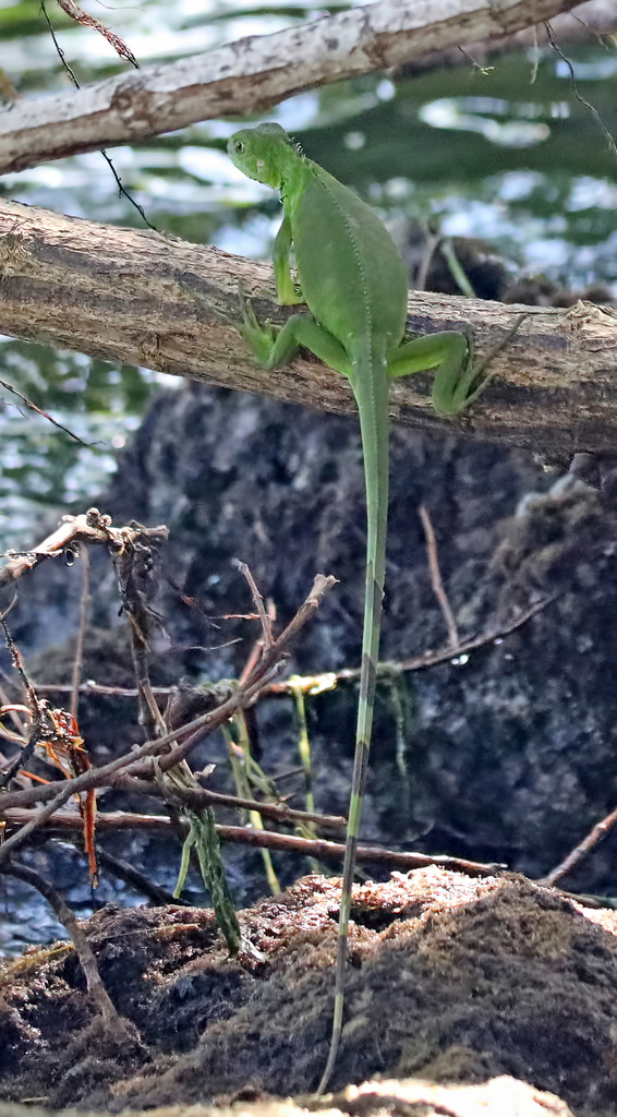 Green Iguana from Miami-Dade County, FL, USA on September 18, 2023 at ...