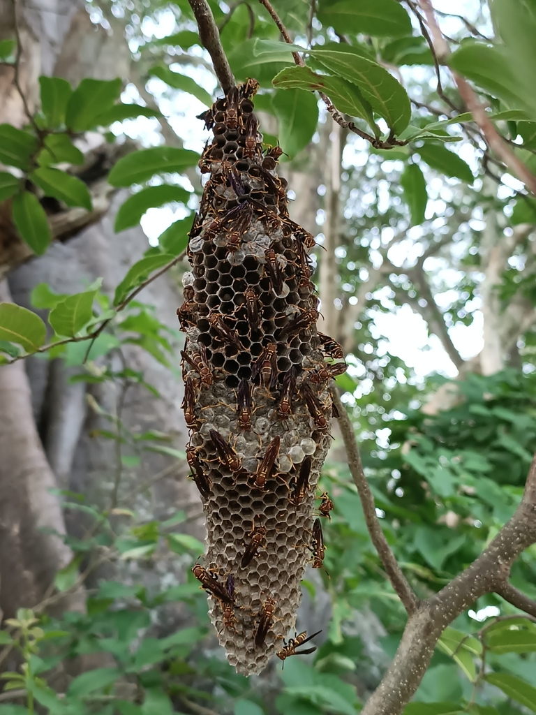 Unstable Paper Wasp from 48746 Jal., México on September 23, 2023 at 08 ...