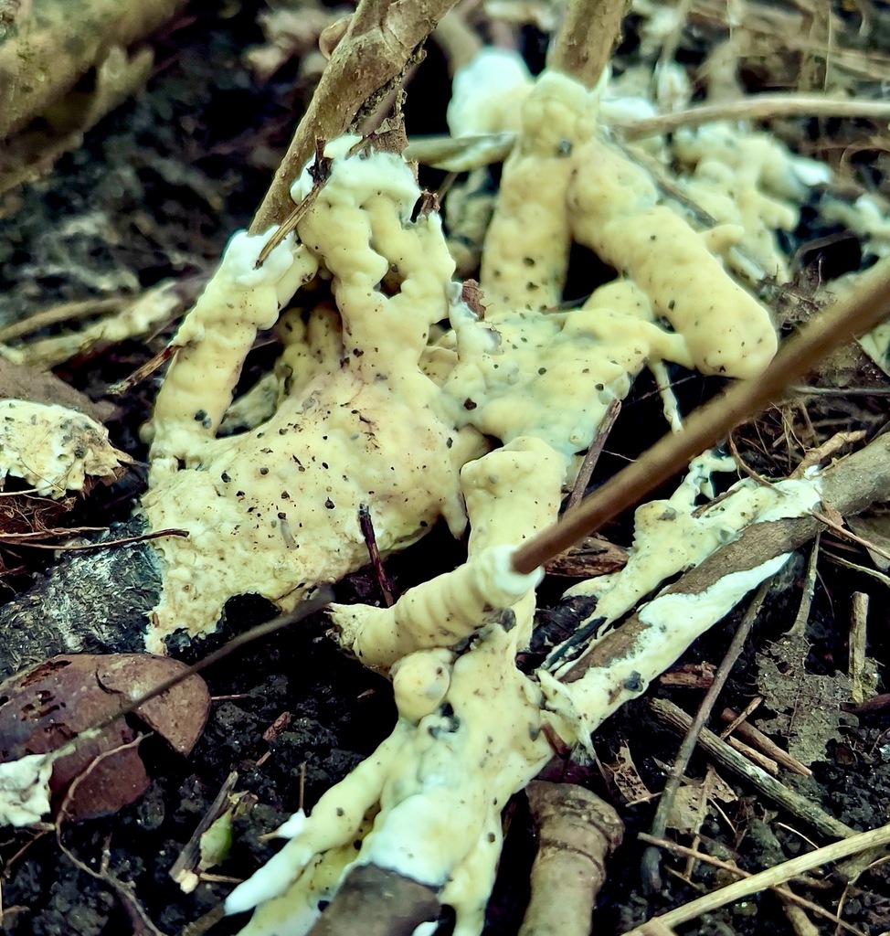 enveloping crust from Oka, Québec, Canada on August 17, 2023 at 11:59 ...